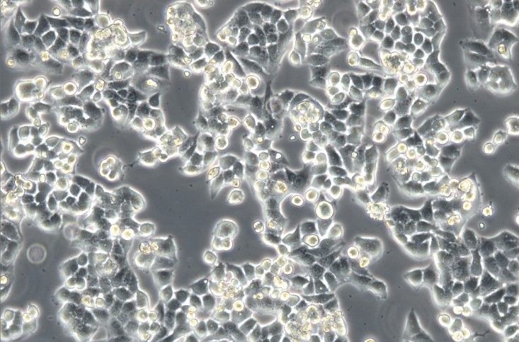 Kb 四川必欧生物科技有限公司