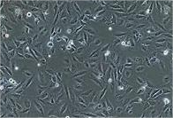 NCI-H446（人小细胞肺癌细胞） - 四川必欧生物科技有限公司